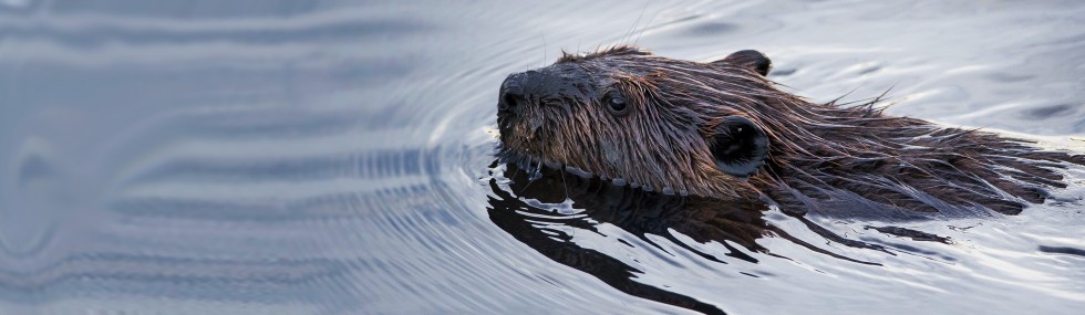 American Tree Farm System