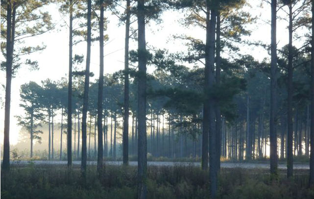 North Carolina Tree Farm Program