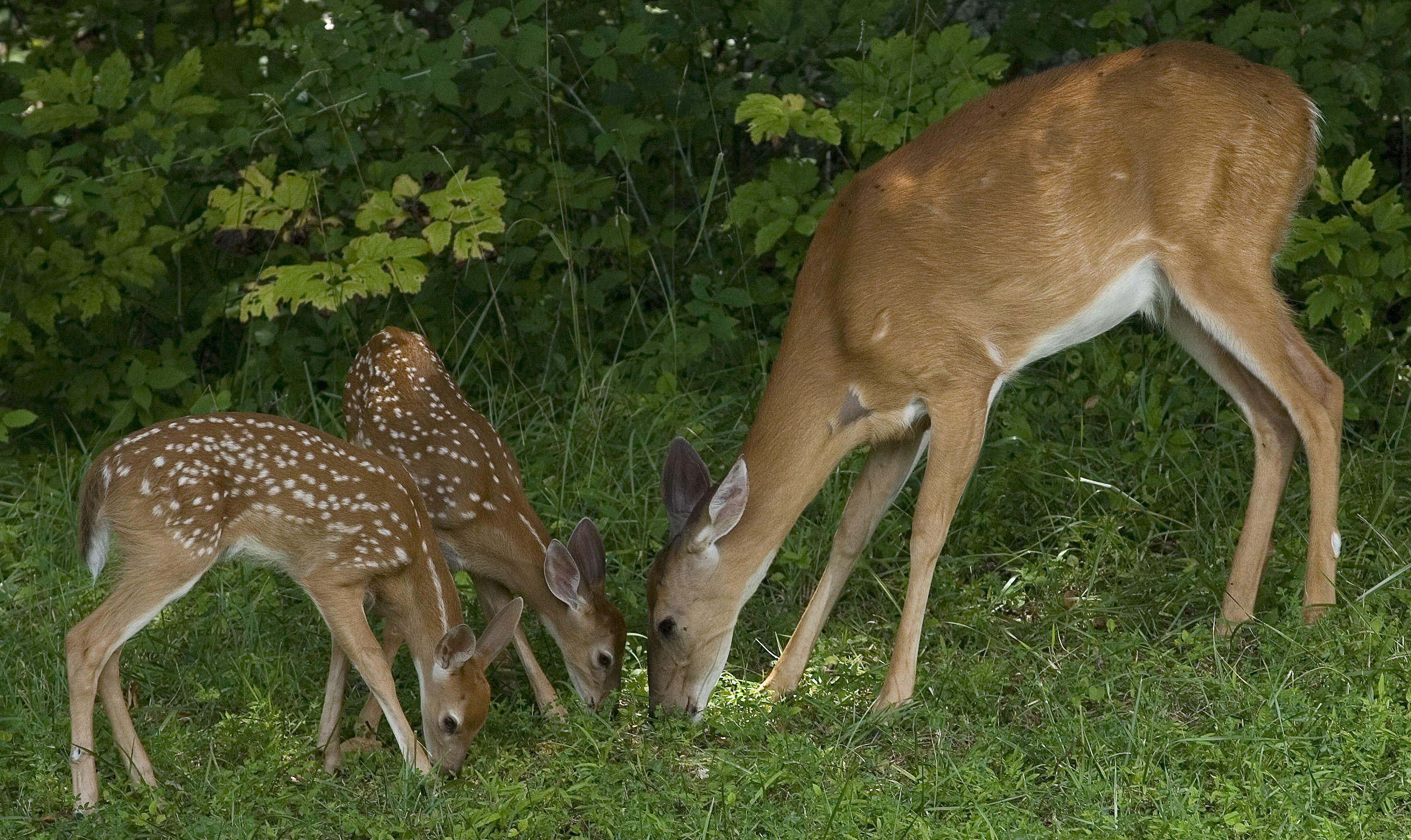 North Carolina Tree Farm Program